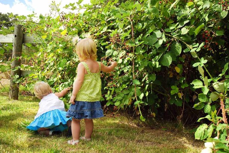 All About Blackberry Picking Rules Tips And Recipes Mum Stuff
